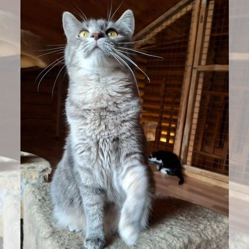 Полли просто необходим свой Человек