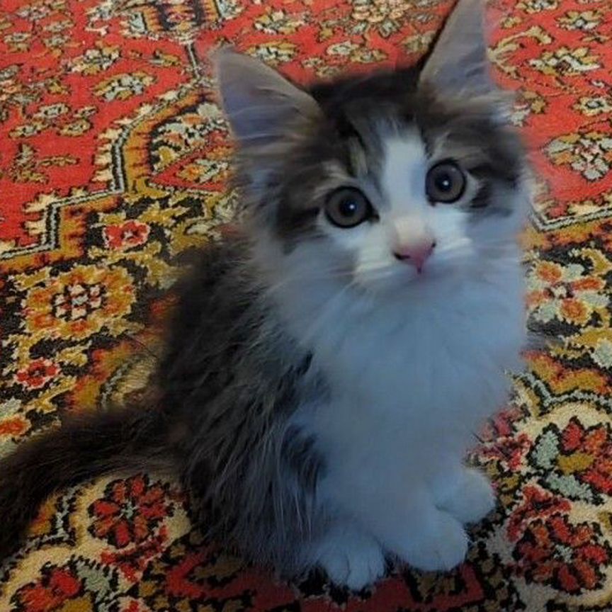 Кошечка в добрые руки