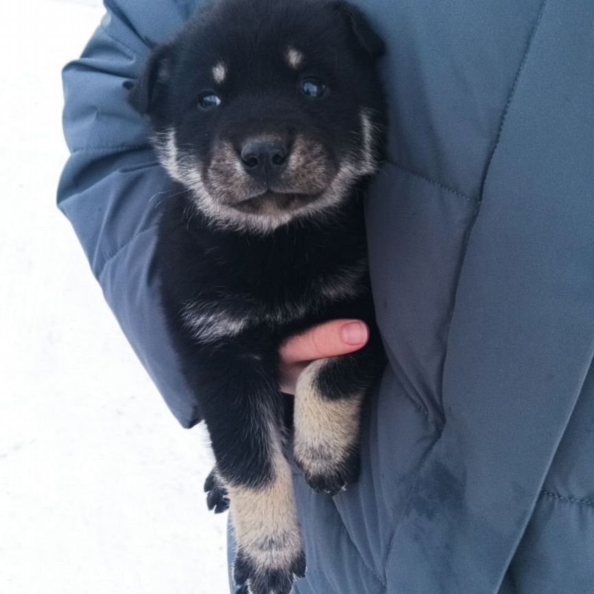 Маленькие щенята
