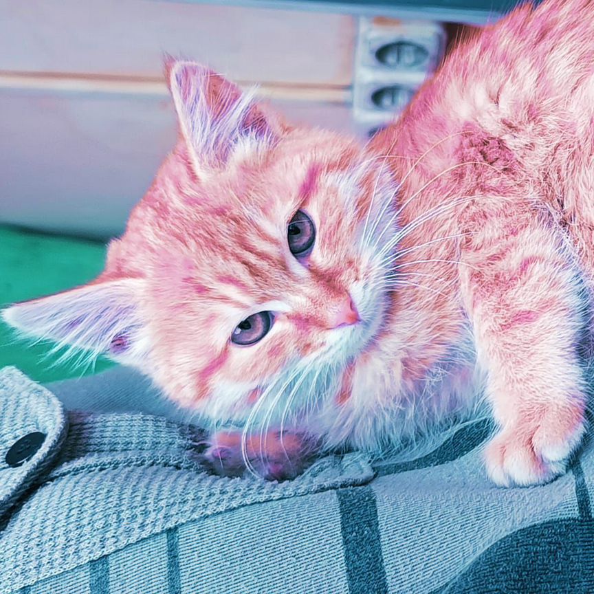 Котенок Рыжуля ищет дом