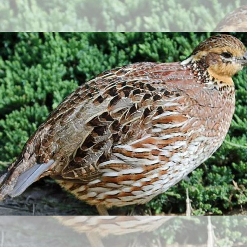 Перепелки за монетку