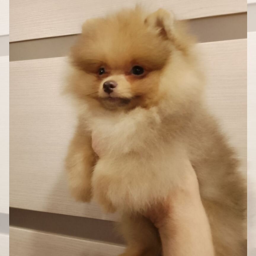 Померанский шпиц, щенок