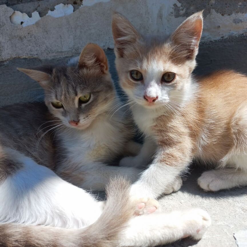 Котенок девочка