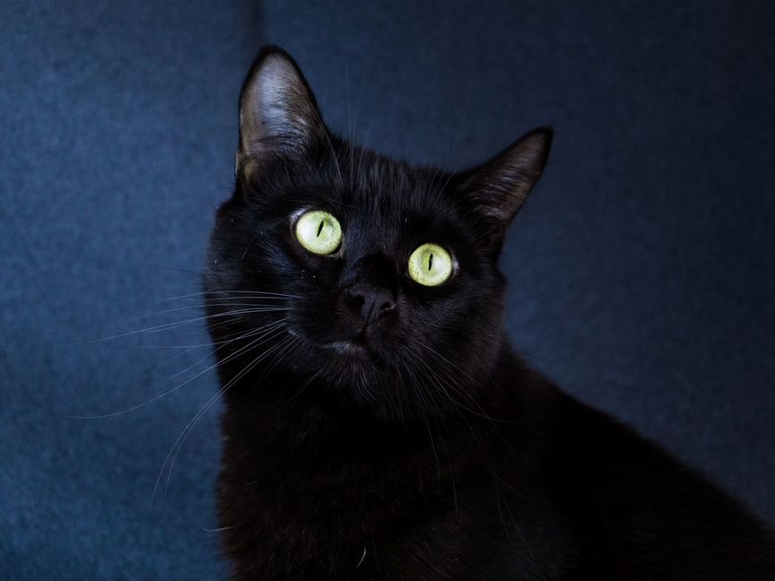 Особенный котик Иа ищет дом