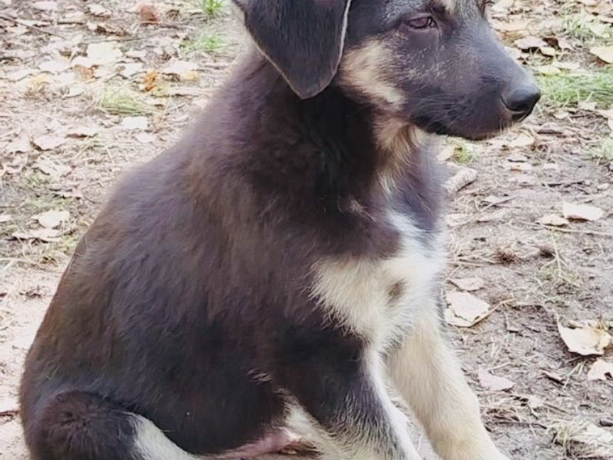 Щенок ищет дом (кобелёк)