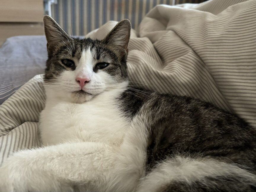 Маленька ласковая кошка