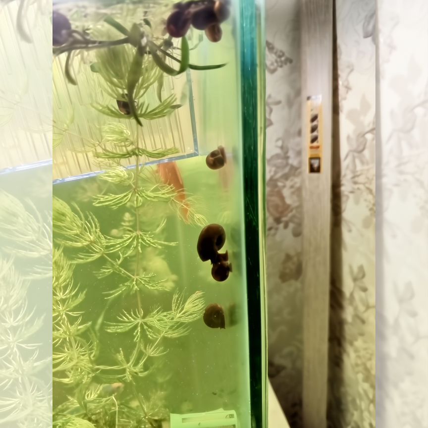 Улитки аквариумные