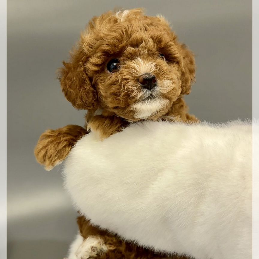 Мальтипу, щенок