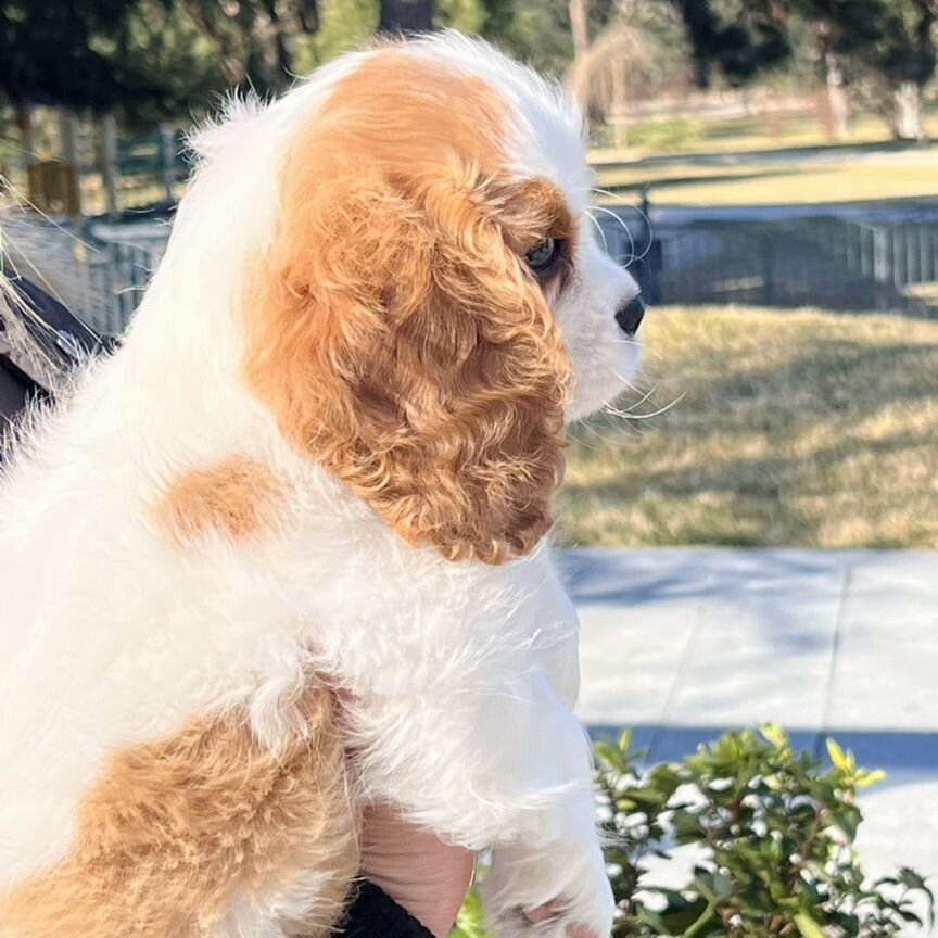 Кавалер кинг чарльз спаниель