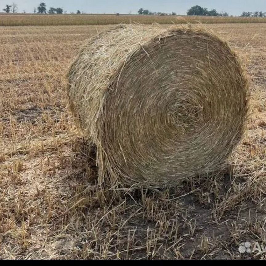 Продам сено в рулонах
