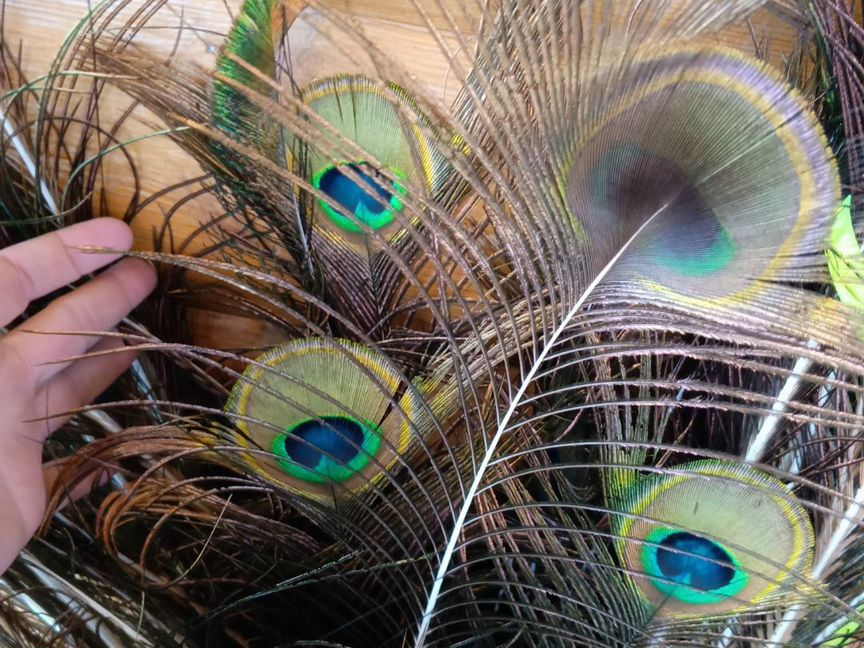 Перо павлина