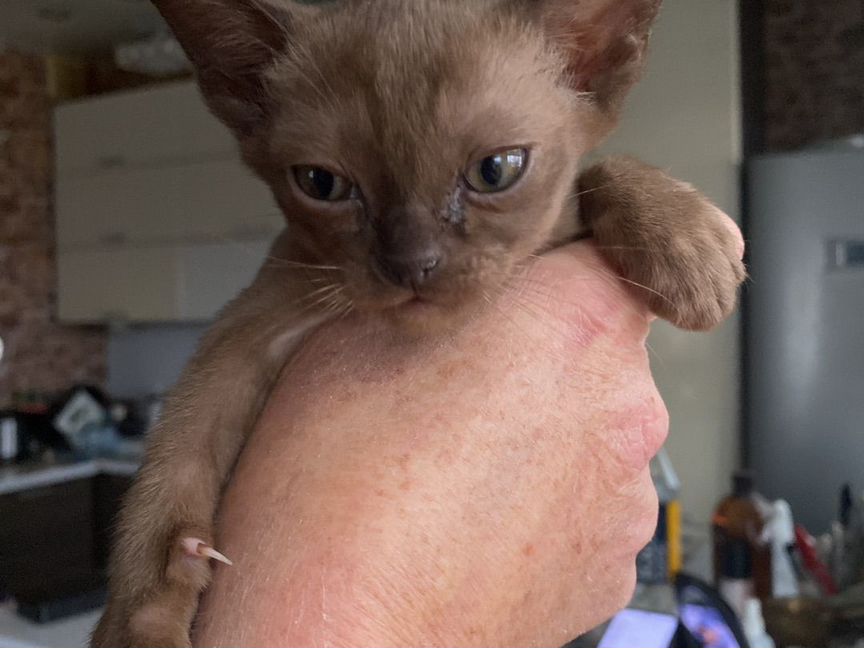 Бурманский котик 2 мес