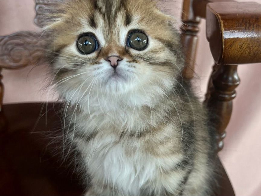 Шотландская