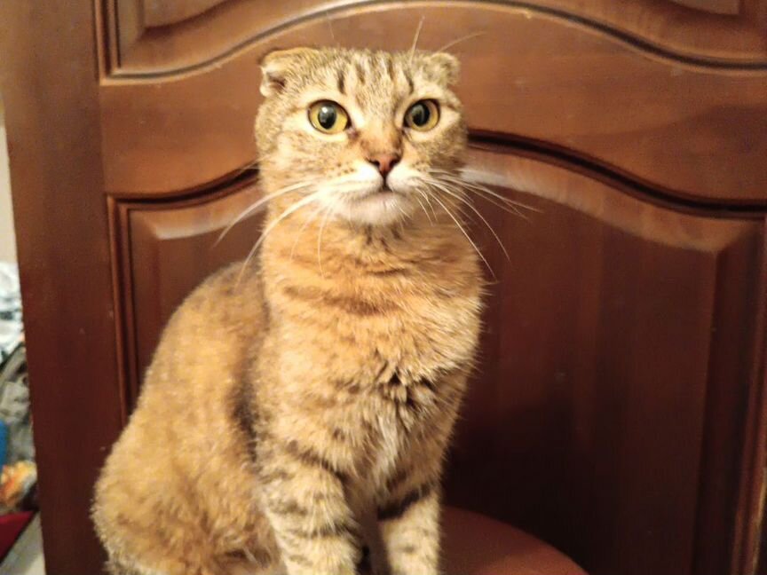 Кошка ищет дом