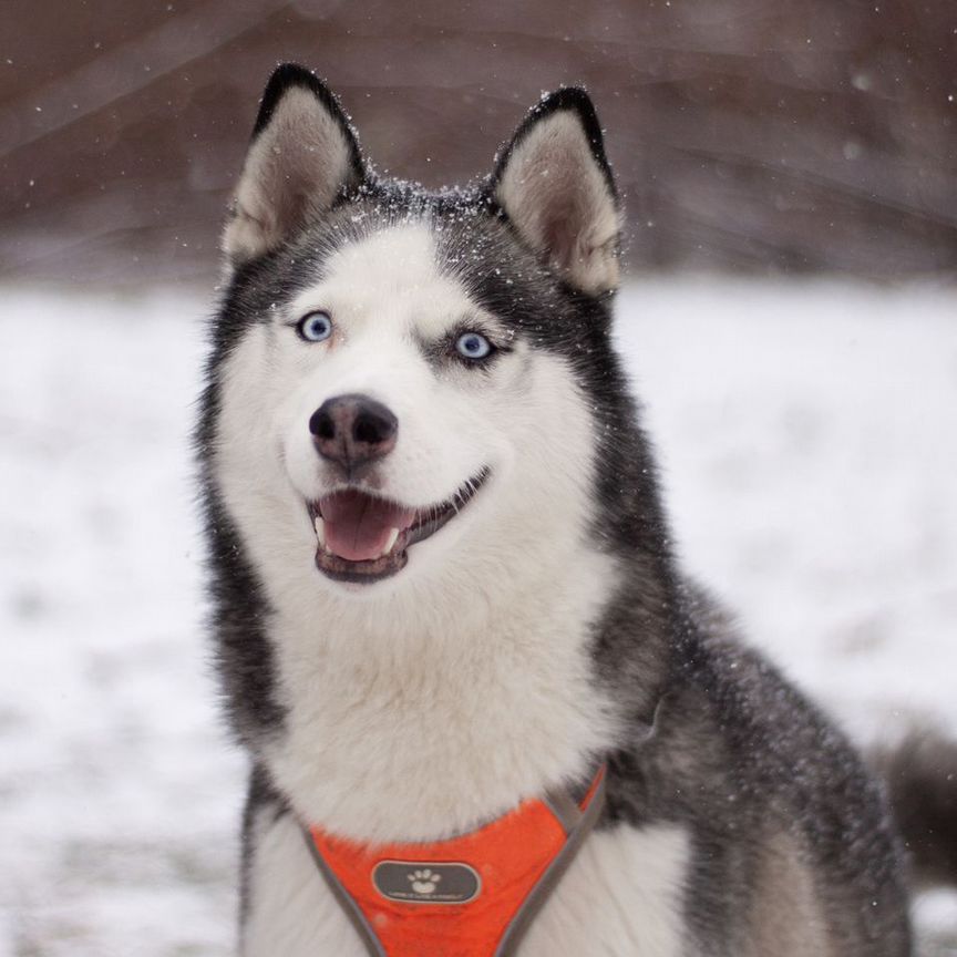 Бывшедомашняя хаски в добрые руки