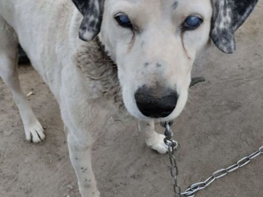 Собаки бесплатно в добрые руки