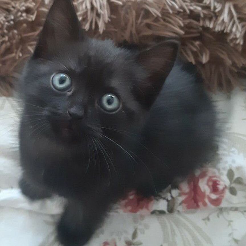 Отдаю котенка бесплатно