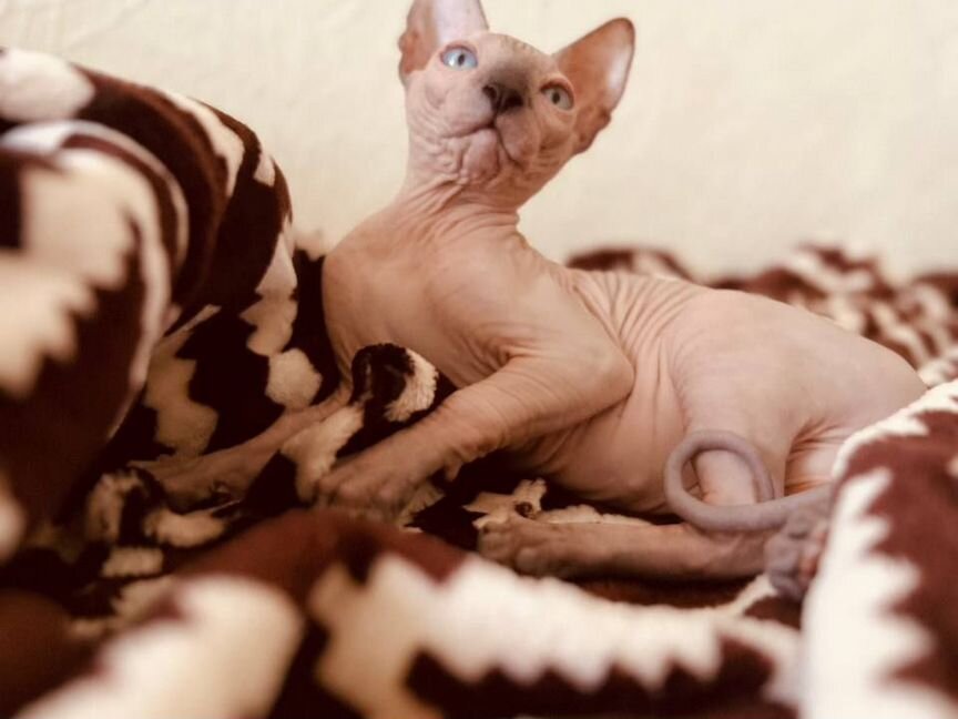 Канадский сфинкс котенок