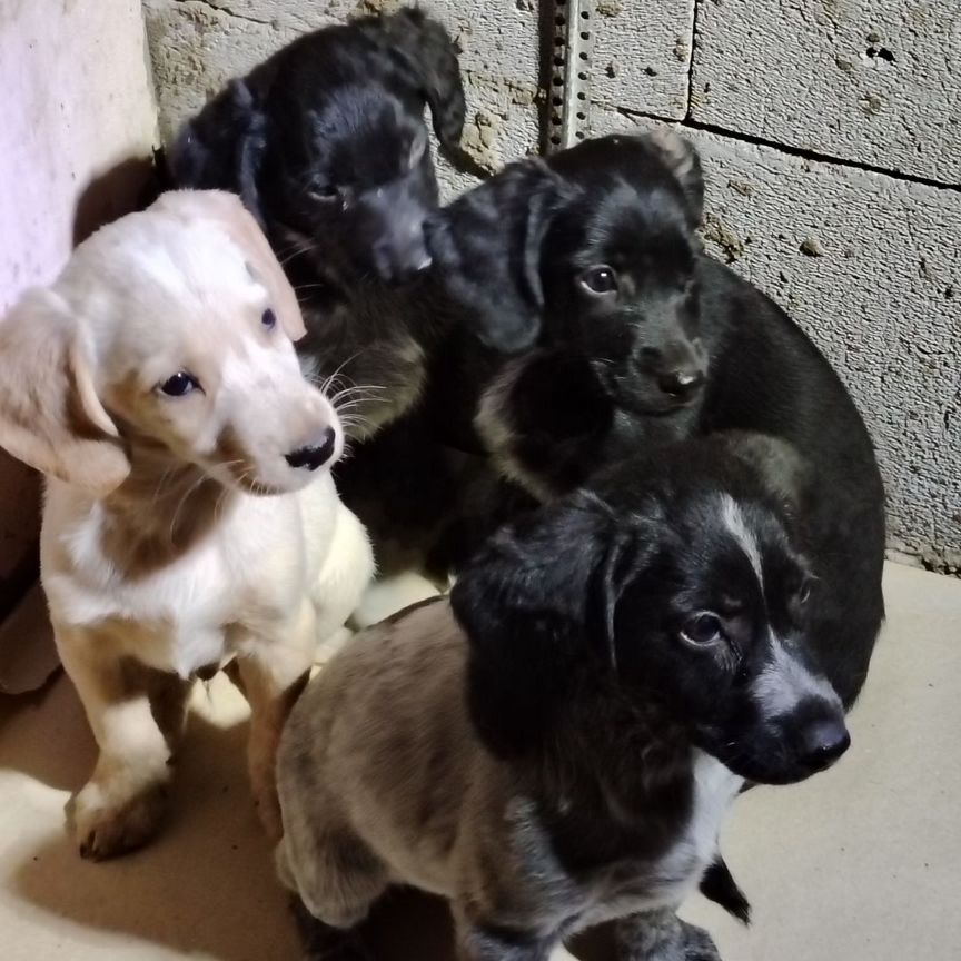 Щенок в добрые руки