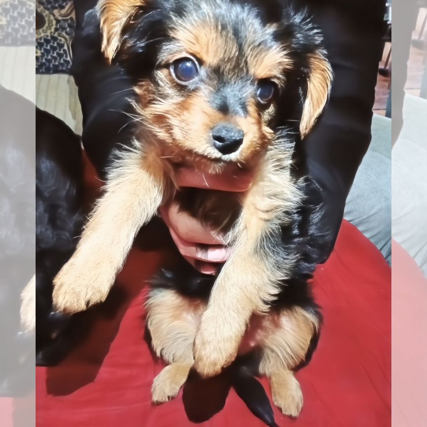 Йоркширский терьер, щенок