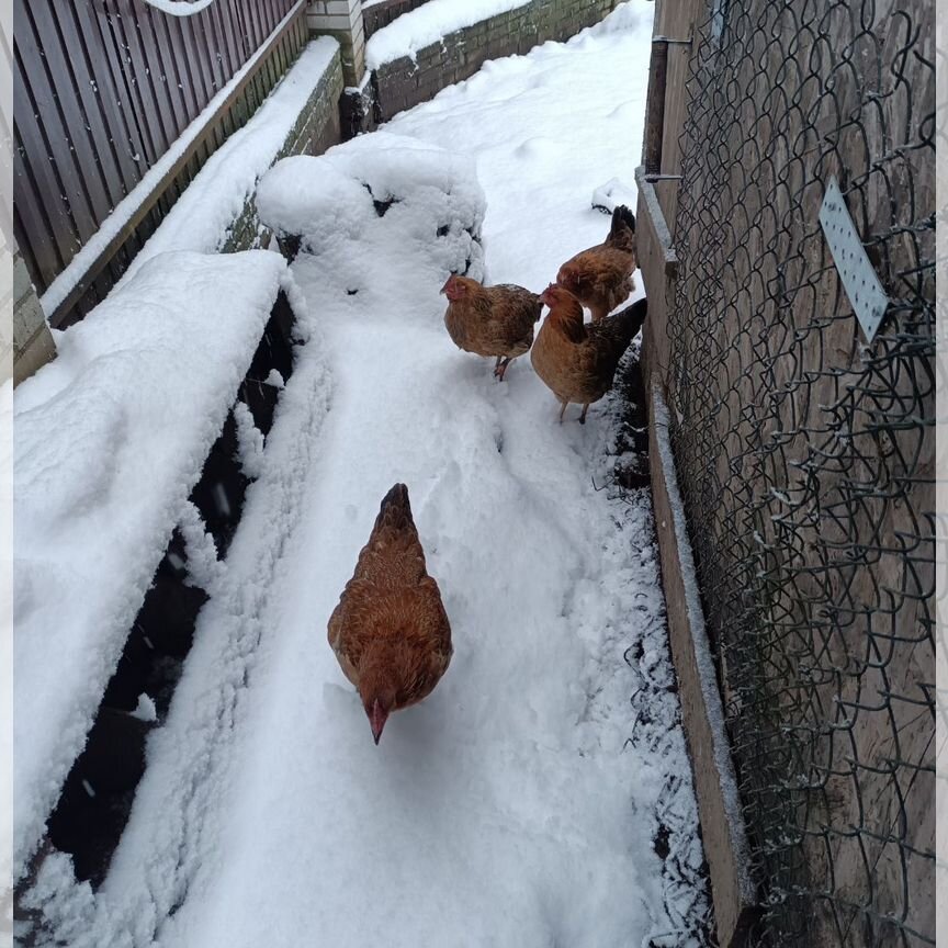 Курицы несушки