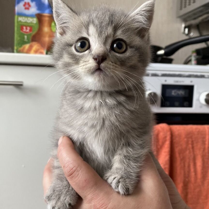 Британские котята