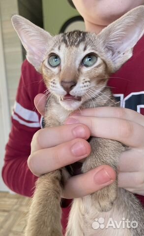 Ориентальная девочка