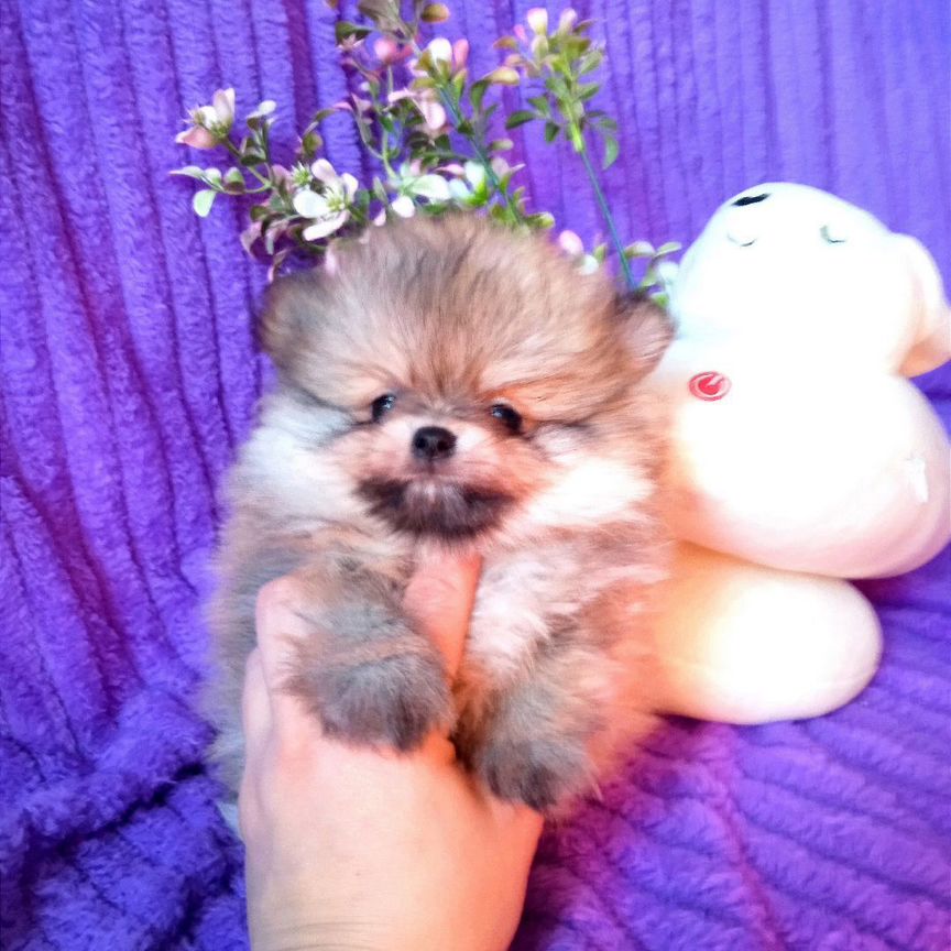 Маленькие девочки помераны