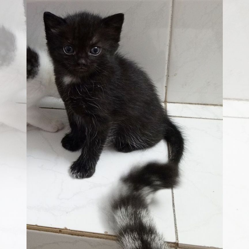 Котёнок в добрые руки