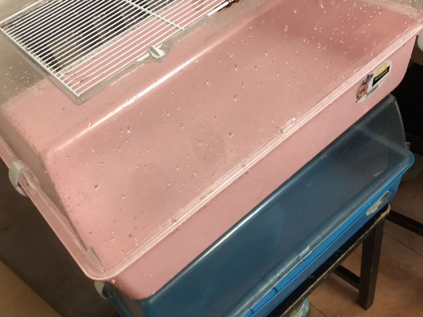 Клетка дюна