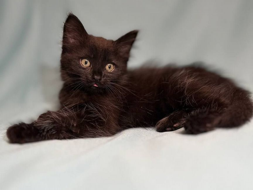 Пушистые котята в добрые руки