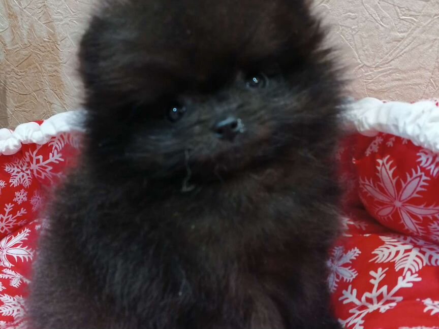 Шоколадный малыш