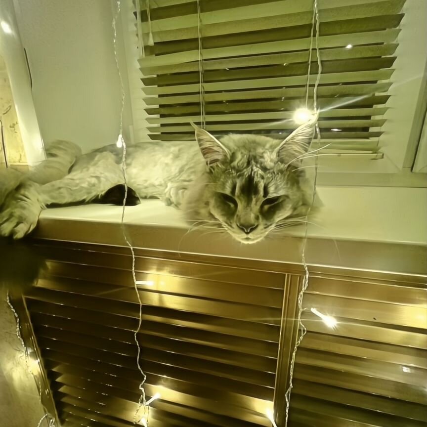 Мейн-кун котёнок