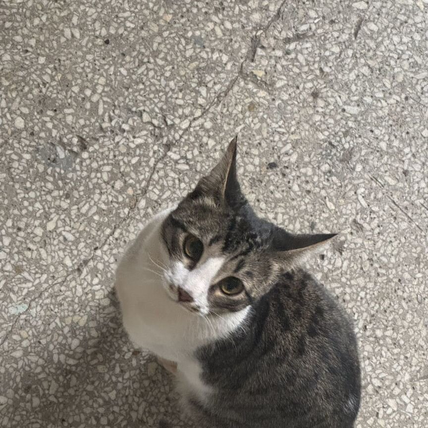 Кот