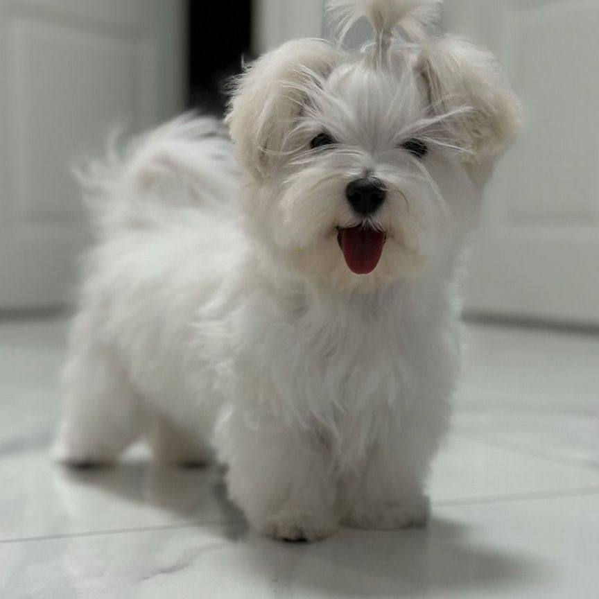 Мальтийская болонка мальтезе мини