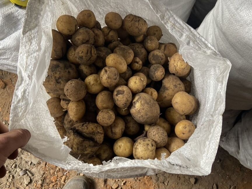 Продам мелкий картофель