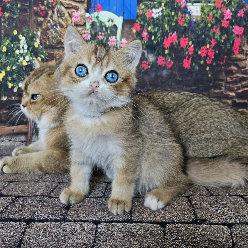 Манчкин котёнок