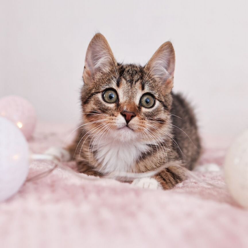 Котёнок Маки ищет дом