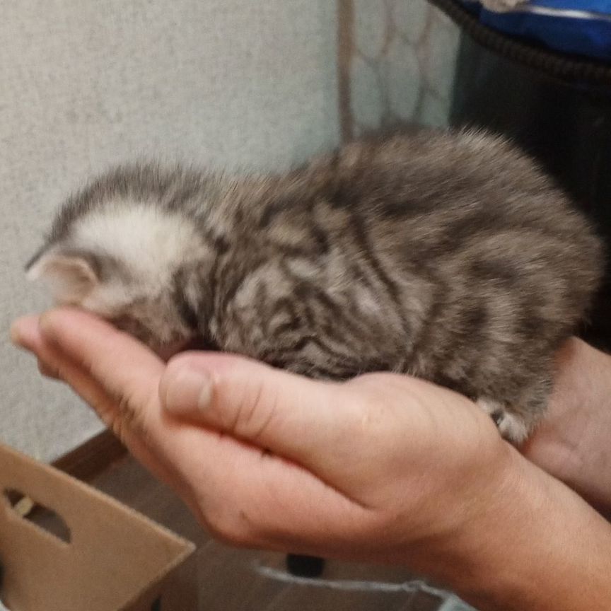 Шотландские котята