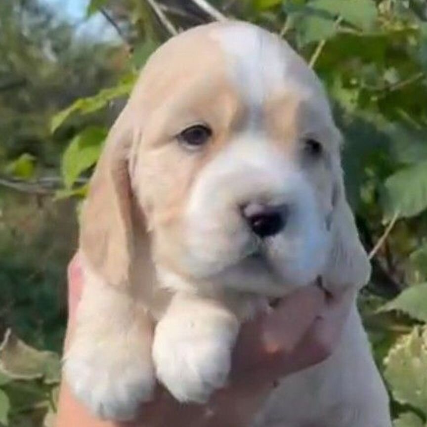 Английский кокер-спаниель, щенок