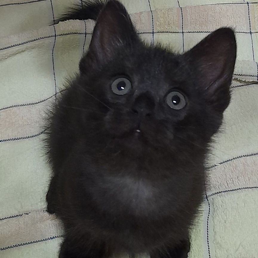 Котик в добрые руки