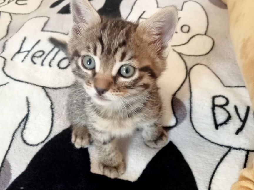 Отдам в добрые руки котят