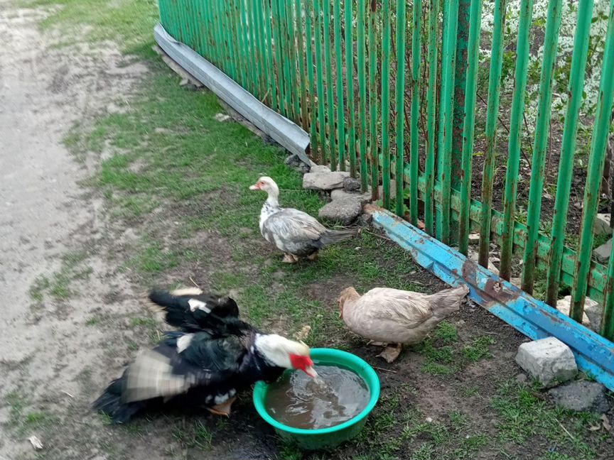 Инкубационное яйцо индоуток