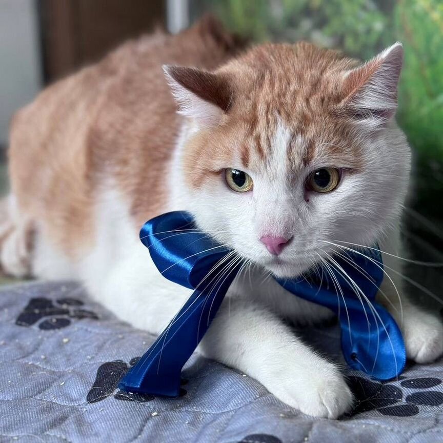 Эклер