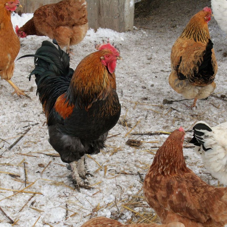 Молодые петухи