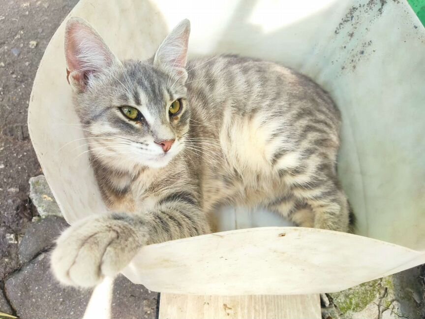 Кошка
