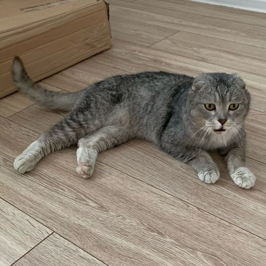 Шотландский вислоухий короткошёрстный, взрослый кот