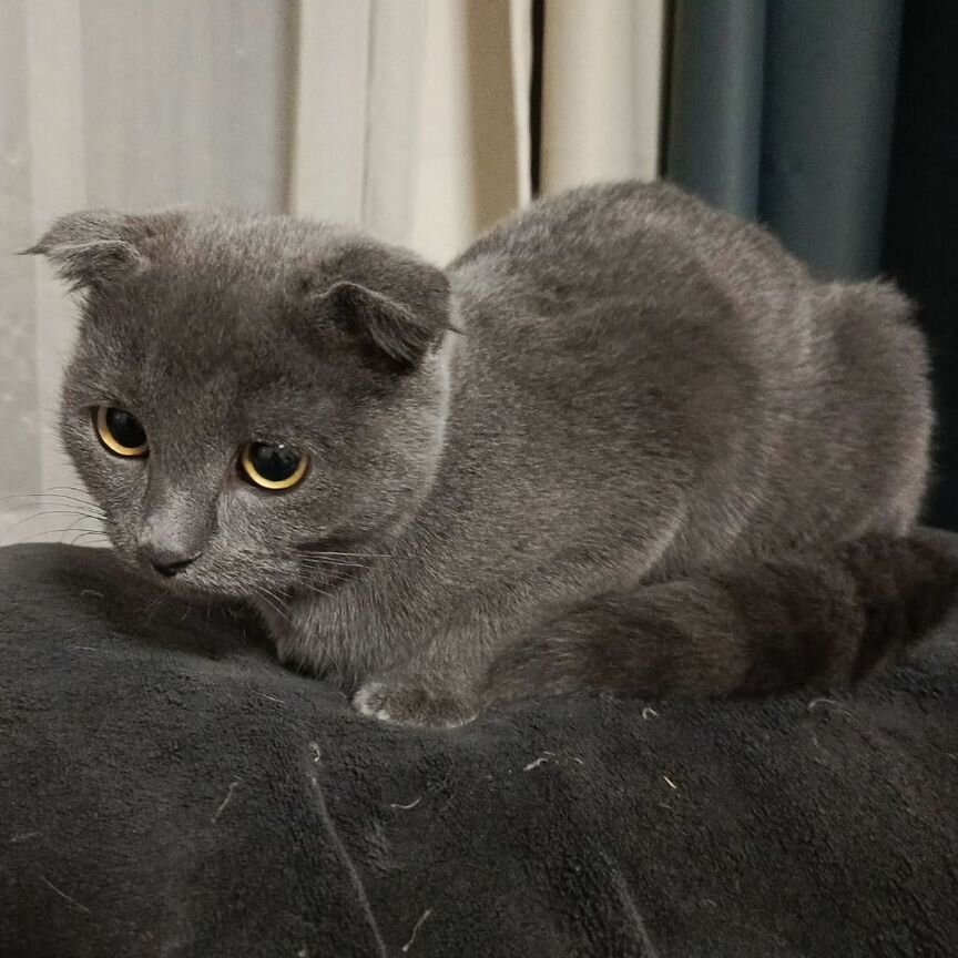 Шотландский вислоухий короткошёрстный котёнок