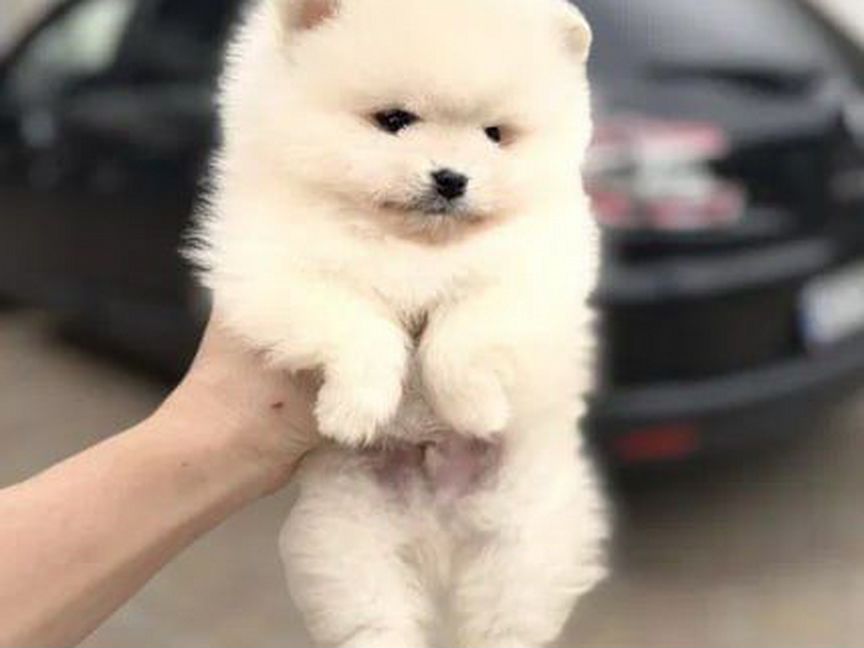 Собака шпиц