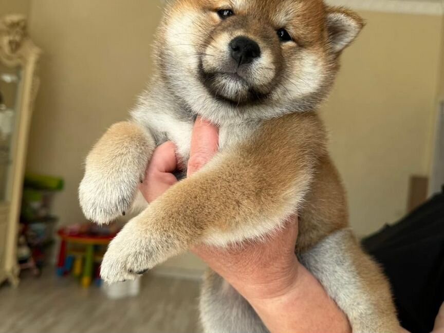 Собаки сиба ину щенки